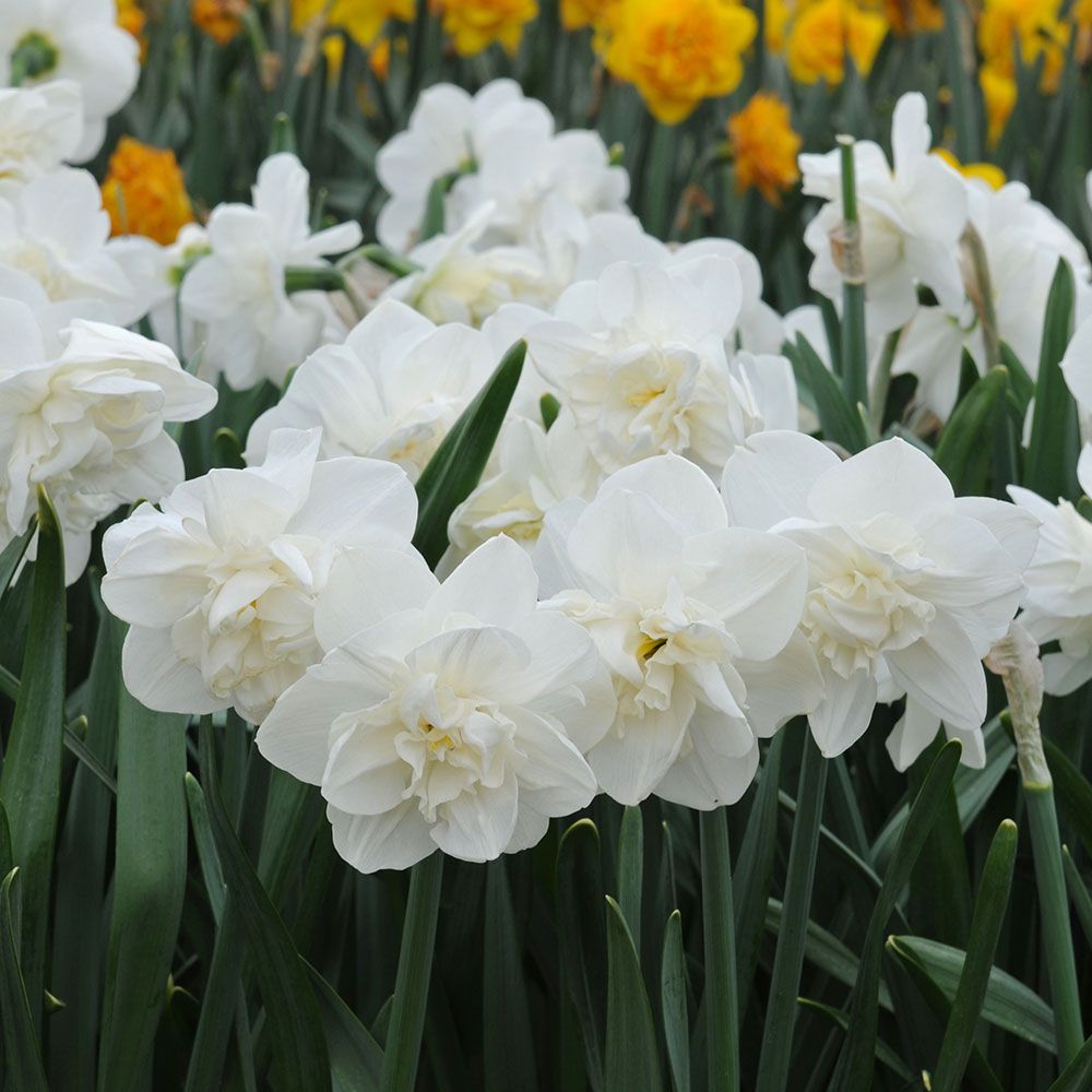 Narcissus 'Androcles' | White Flower Farm