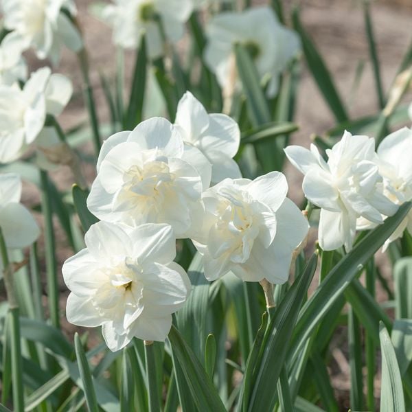 Narcissus 'Androcles' | White Flower Farm