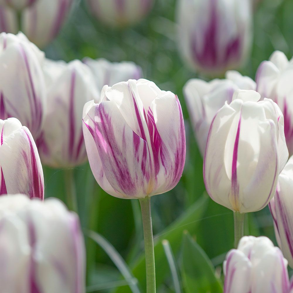 Tulip 'Flaming Flag' | White Flower Farm