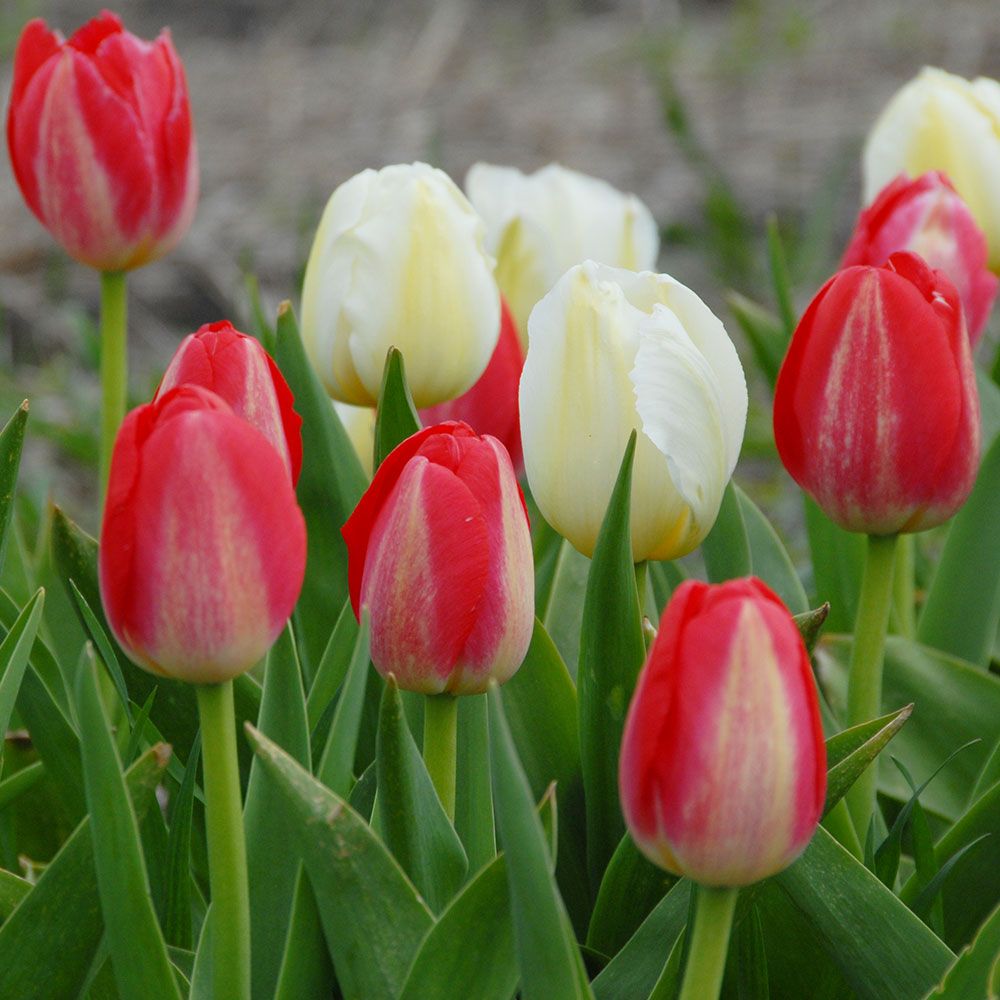 Tulip 'Judith Leyster' | White Flower Farm