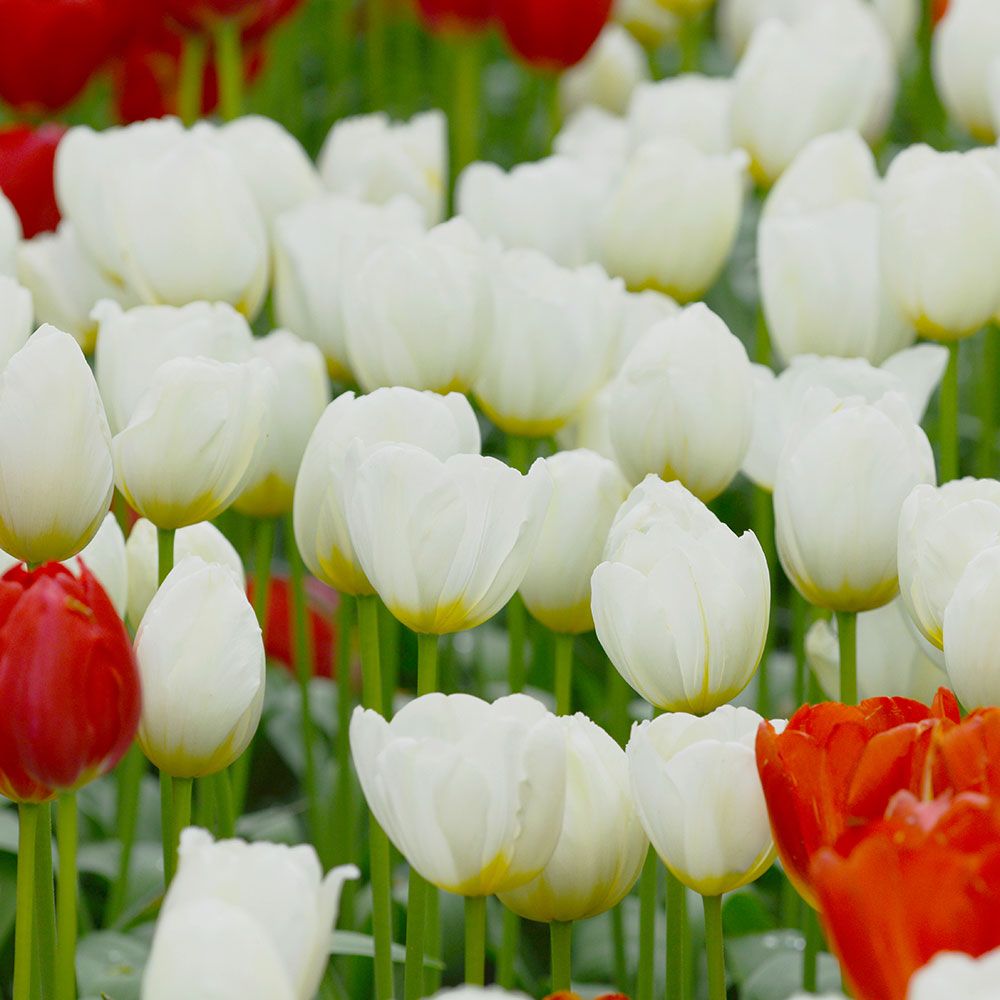 Tulip 'Pays Bas' | White Flower Farm