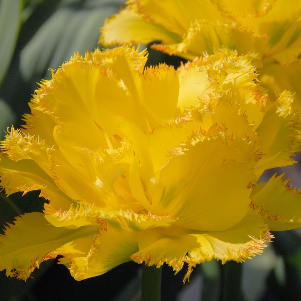 Tulip 'Golden Gate' | White Flower Farm