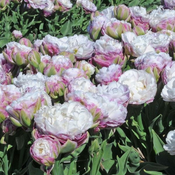 Tulip 'Peggy Wonder' | White Flower Farm