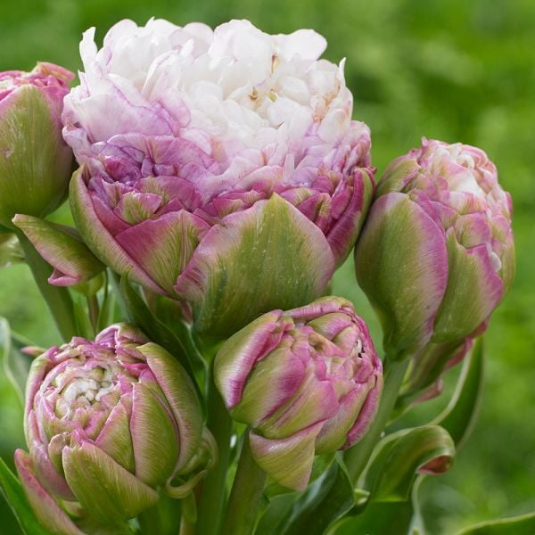 Tulip 'Peggy Wonder' | White Flower Farm