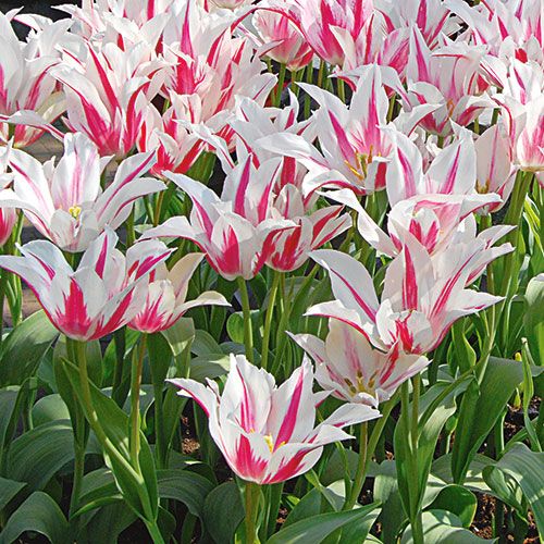 Tulip 'Marilyn' | White Flower Farm