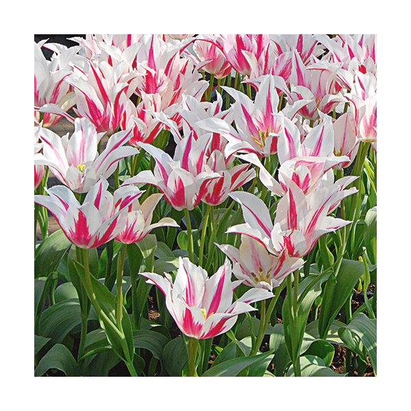 Tulip 'Marilyn' | White Flower Farm