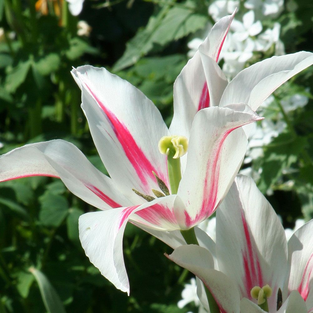 Tulip 'Marilyn' | White Flower Farm