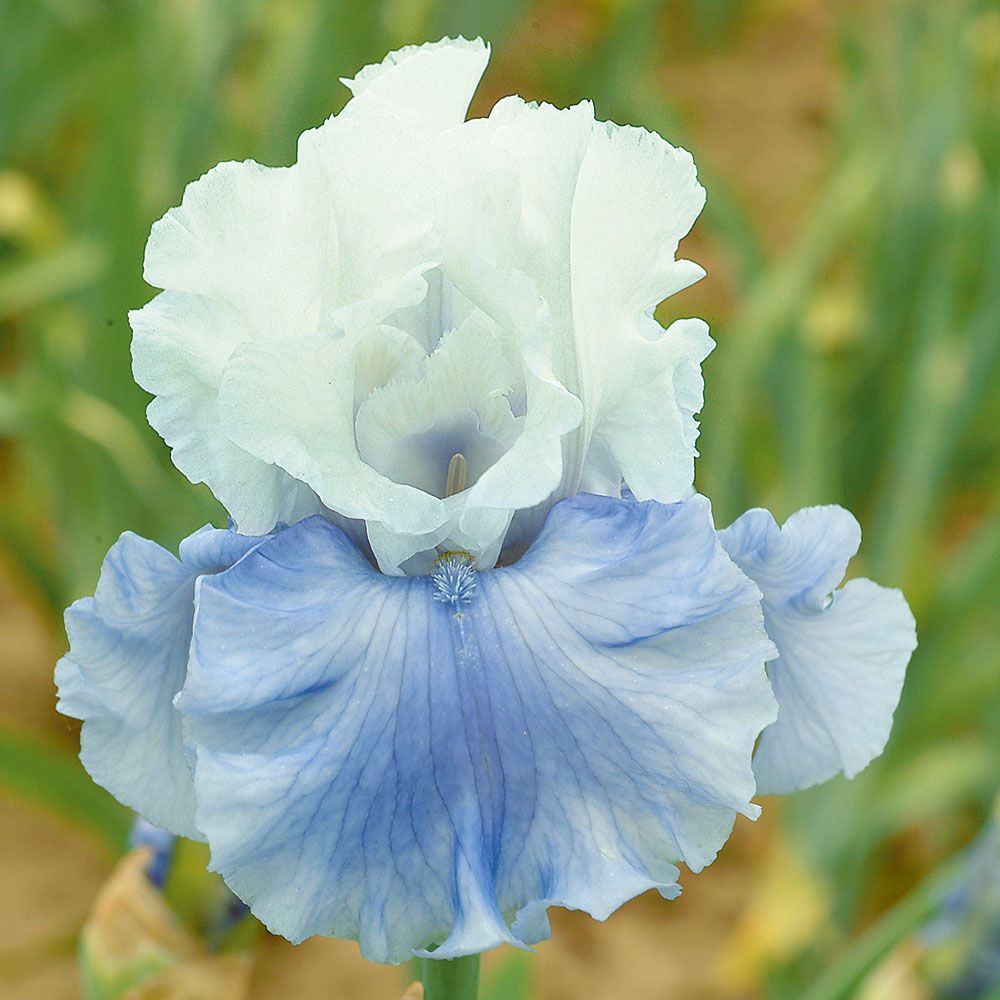 pale blue iris