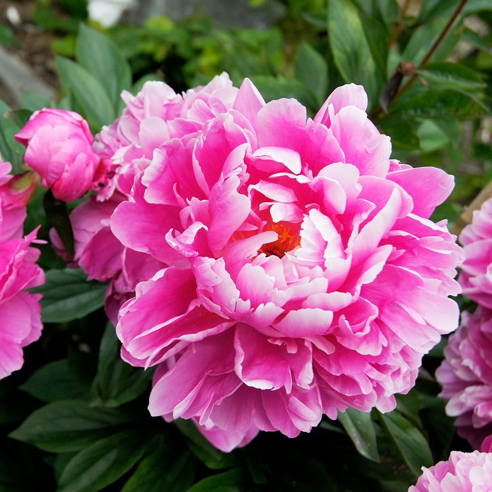 Fragrant Peony Collection | White Flower Farm
