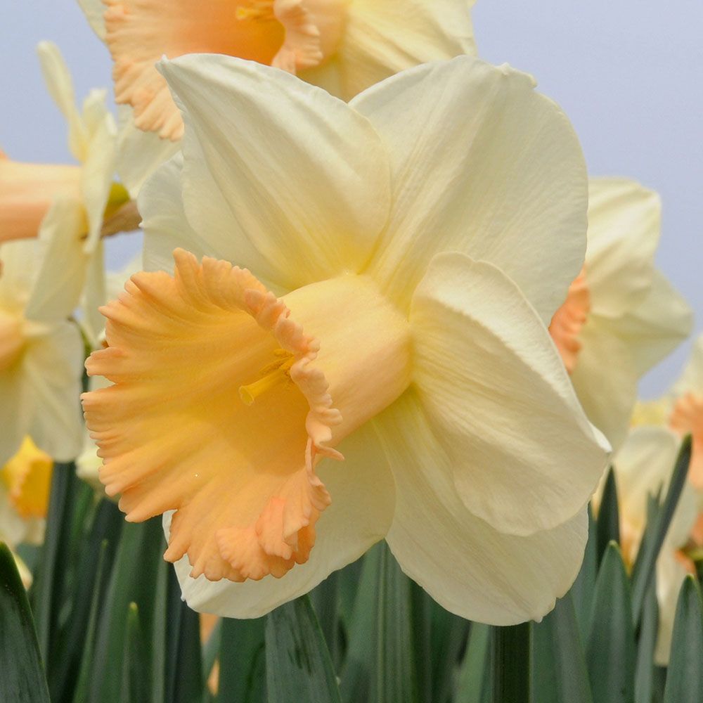 Narcissus 'Ruby Shu' | White Flower Farm