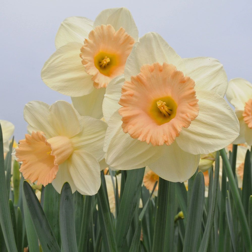 Narcissus 'Ruby Shu' | White Flower Farm