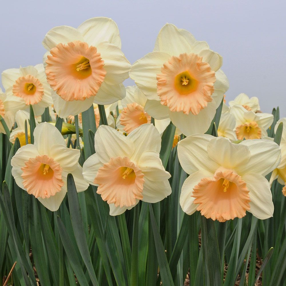 Narcissus 'Ruby Shu' | White Flower Farm