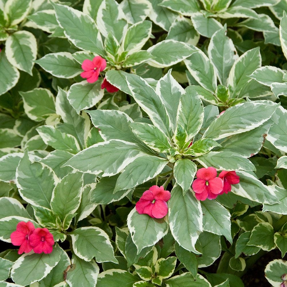 Impatiens walleriana 'Variegata' | White Flower Farm