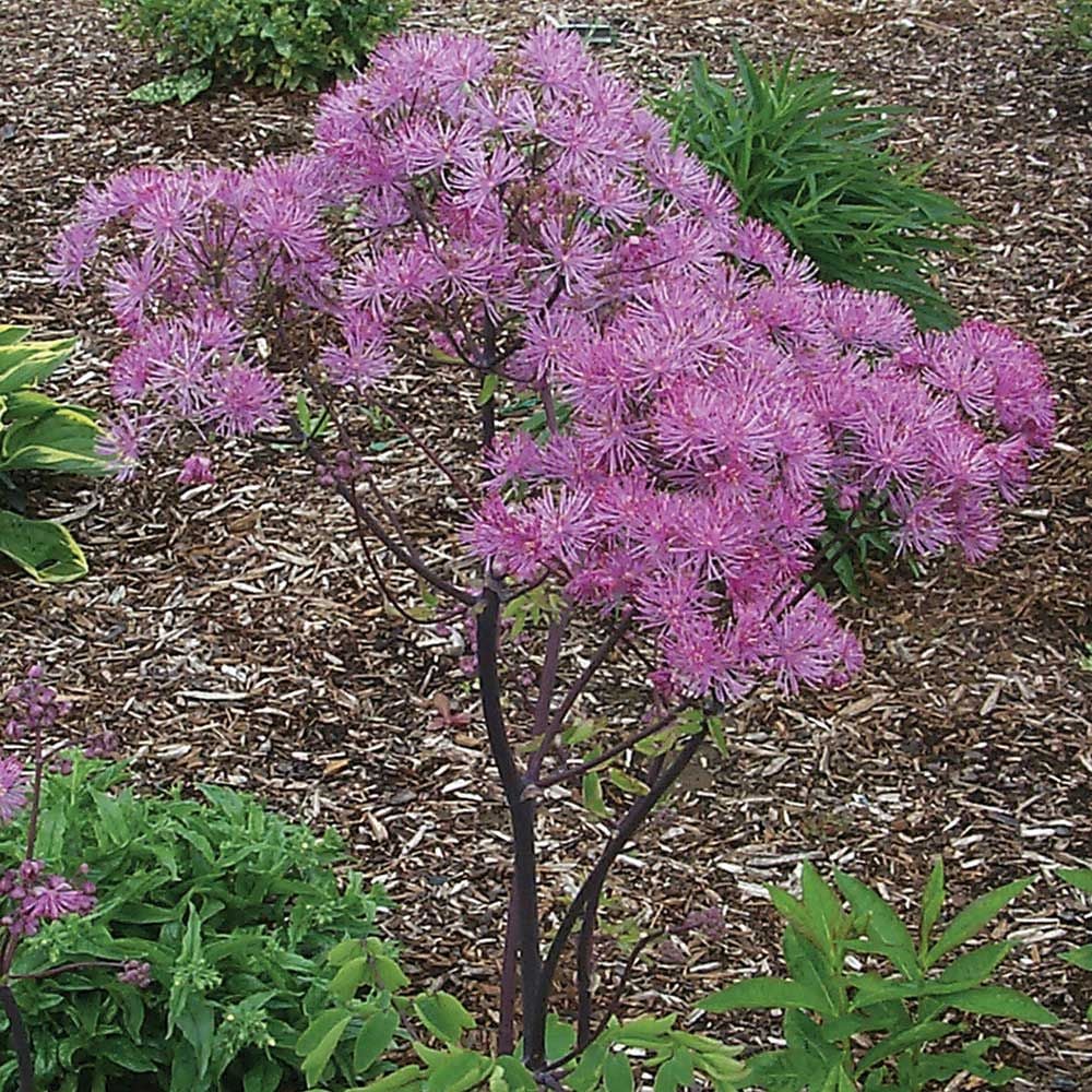 Thalictrum 'Black Stockings' | White Flower Farm