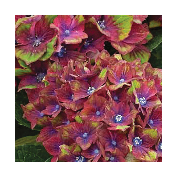 Hydrangea macrophylla Pistachio | White Flower Farm