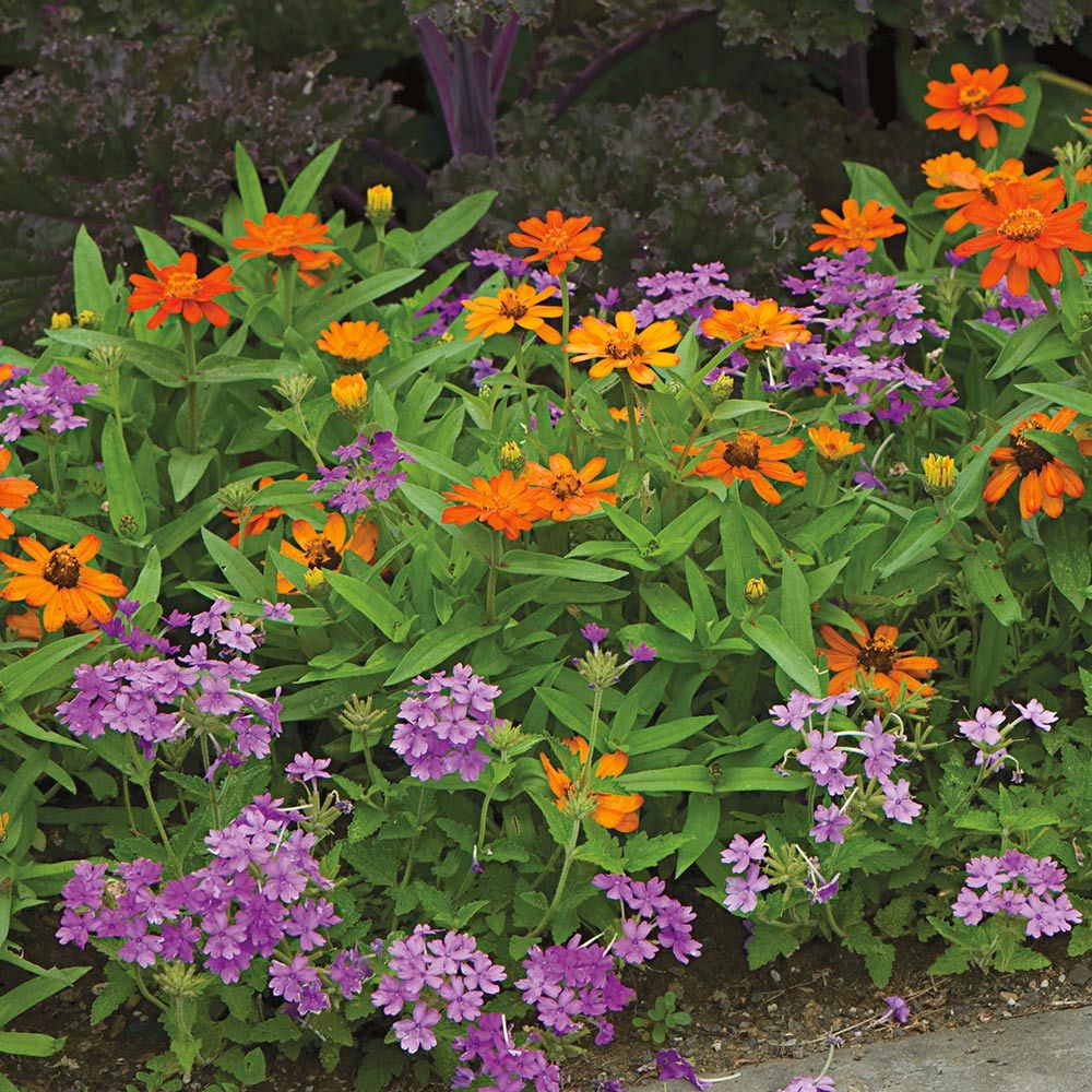 Verbena Superbena® Lilac Blue | White Flower Farm