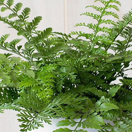 Shade Fern Trio | White Flower Farm