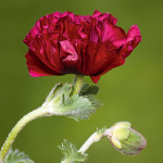 Poppy | White Flower Farm