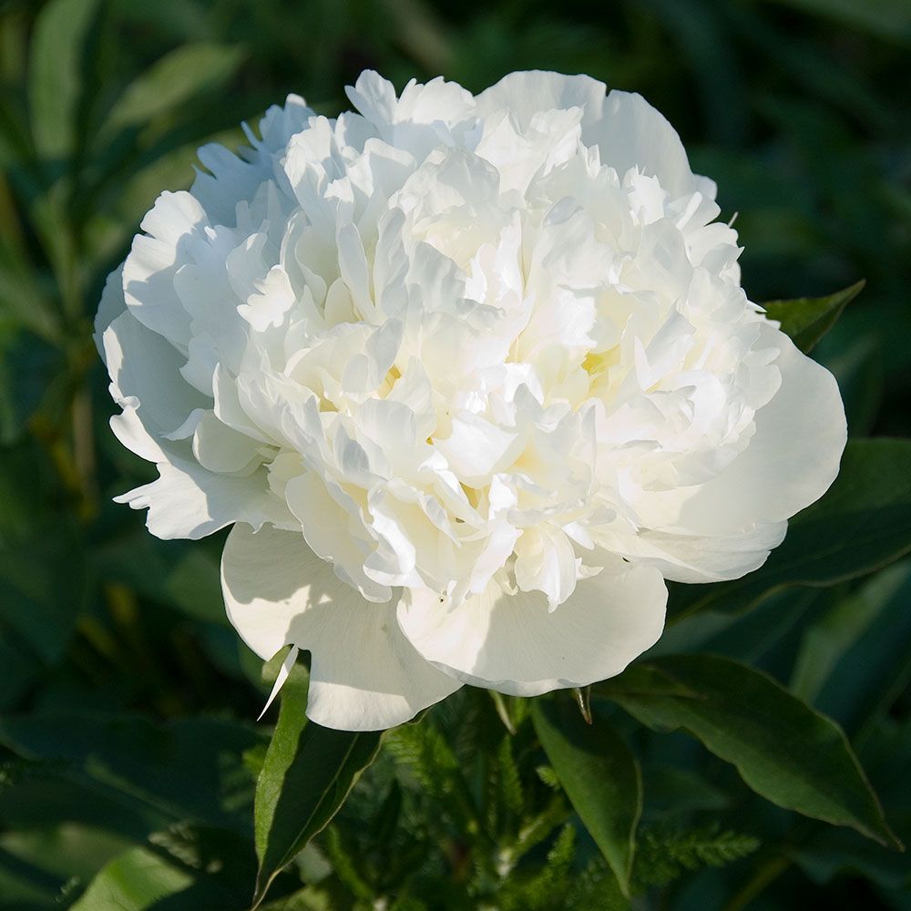 Fragrant Peony Collection | White Flower Farm