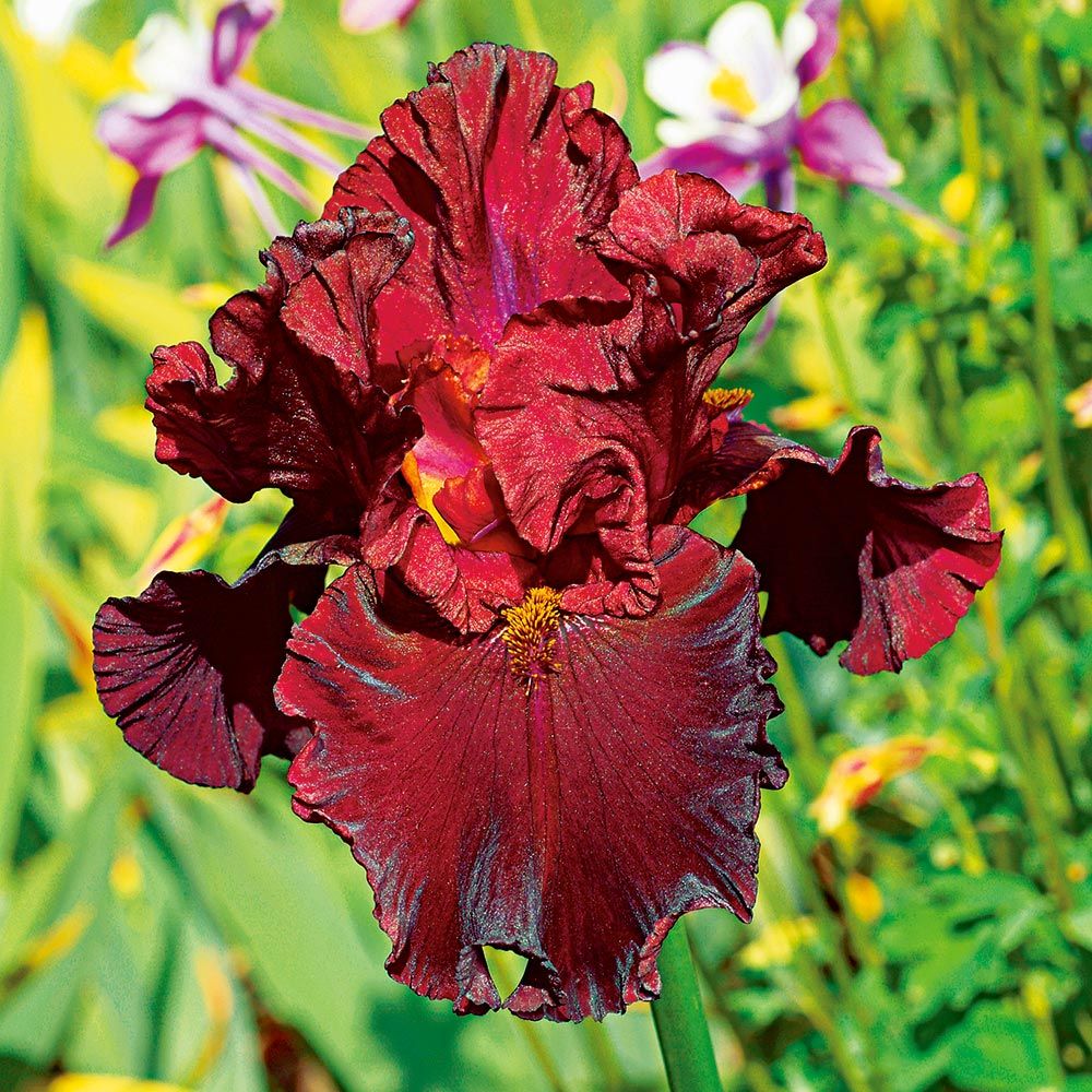 Bold Tall Bearded Iris Collection | White Flower Farm