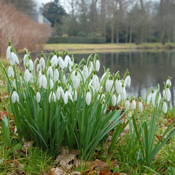 Galanthus - The Last Snow Mix | White Flower Farm