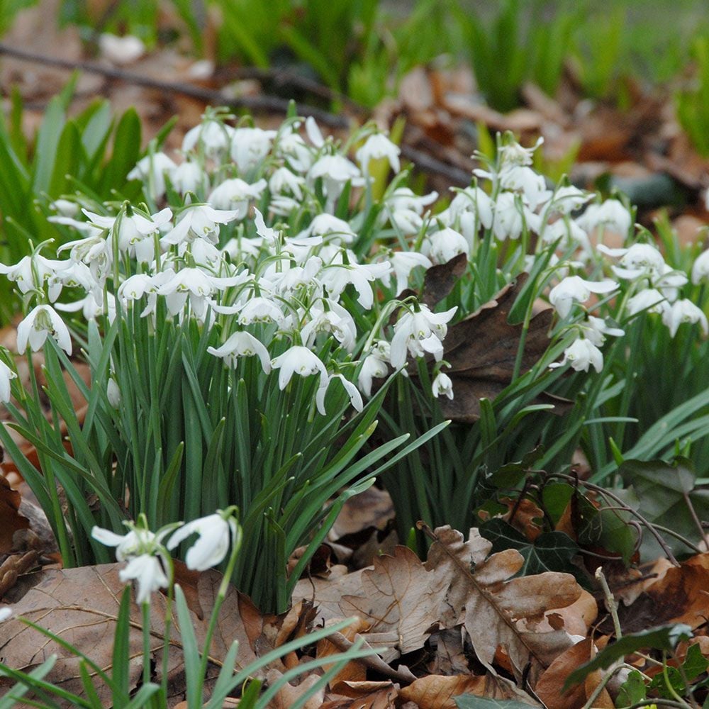 Galanthus - The Last Snow Mix | White Flower Farm