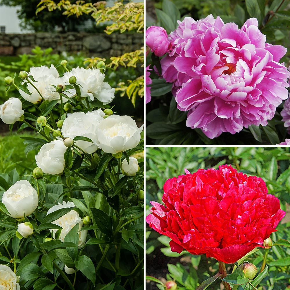 Fragrant Peony Collection | White Flower Farm