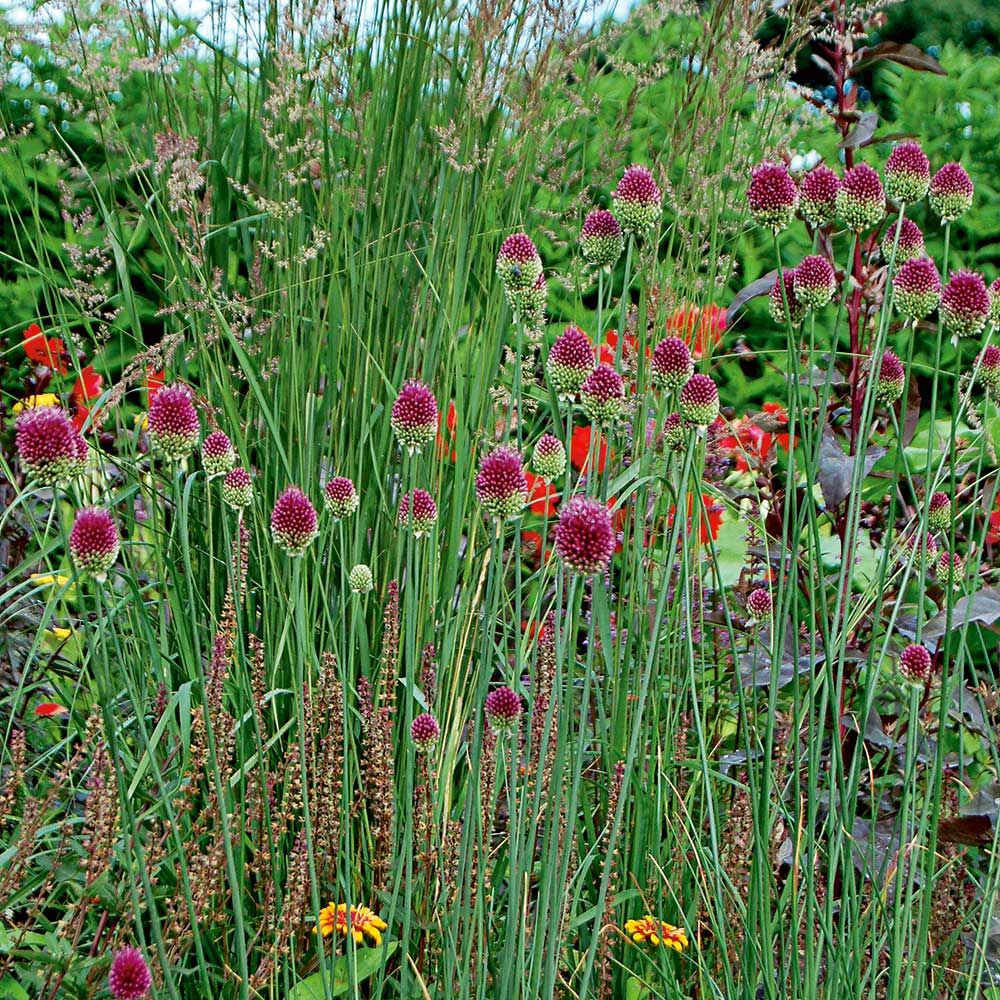Allium sphaerocephalon | White Flower Farm