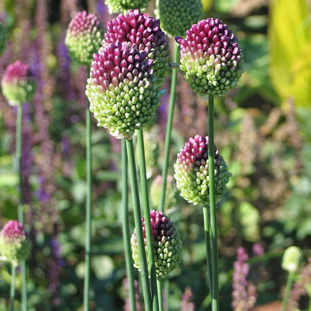 Allium sphaerocephalon | White Flower Farm