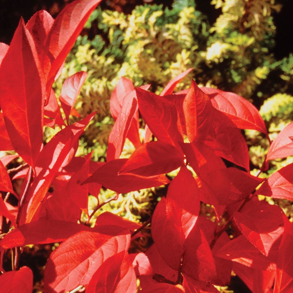 Itea virginica Little Henry® | White Flower Farm