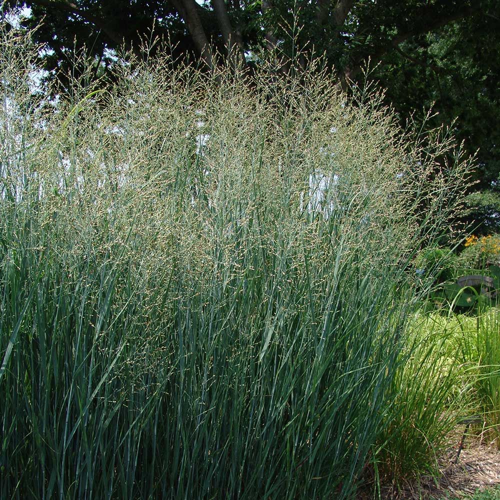 Panicum virgatum 'Heavy Metal' | White Flower Farm