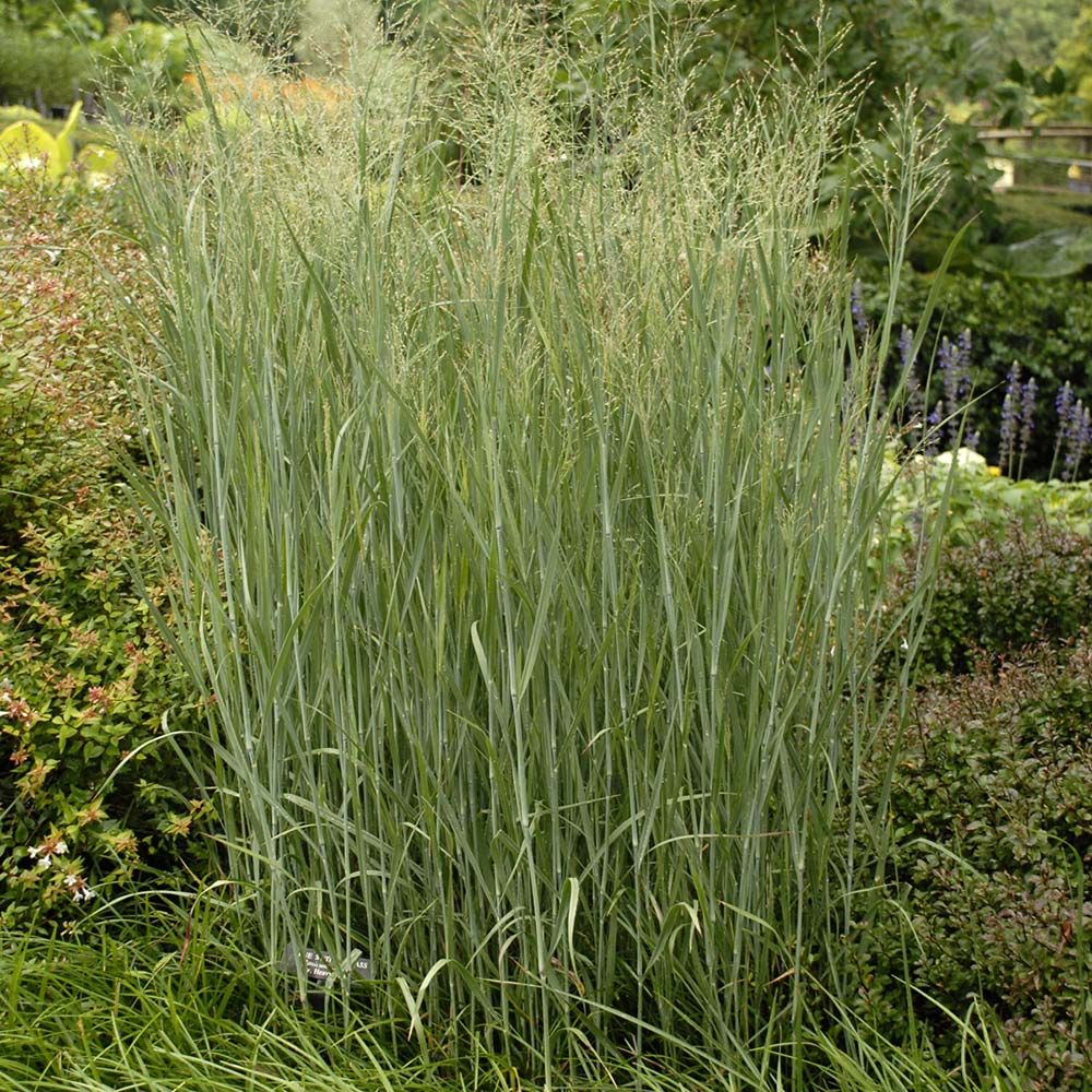 Panicum virgatum 'Heavy Metal' | White Flower Farm