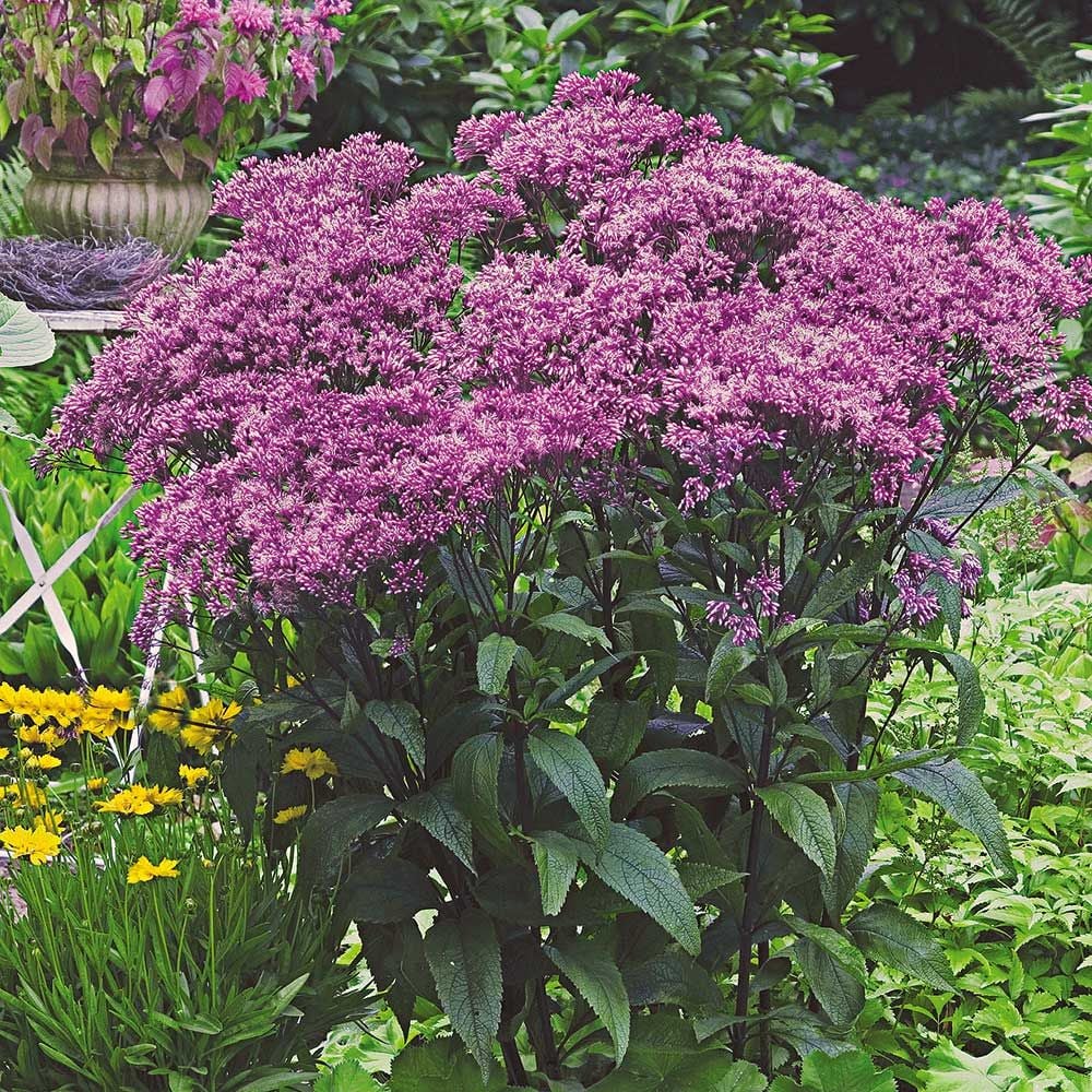 Monarch Butterfly Perennial Garden | White Flower Farm