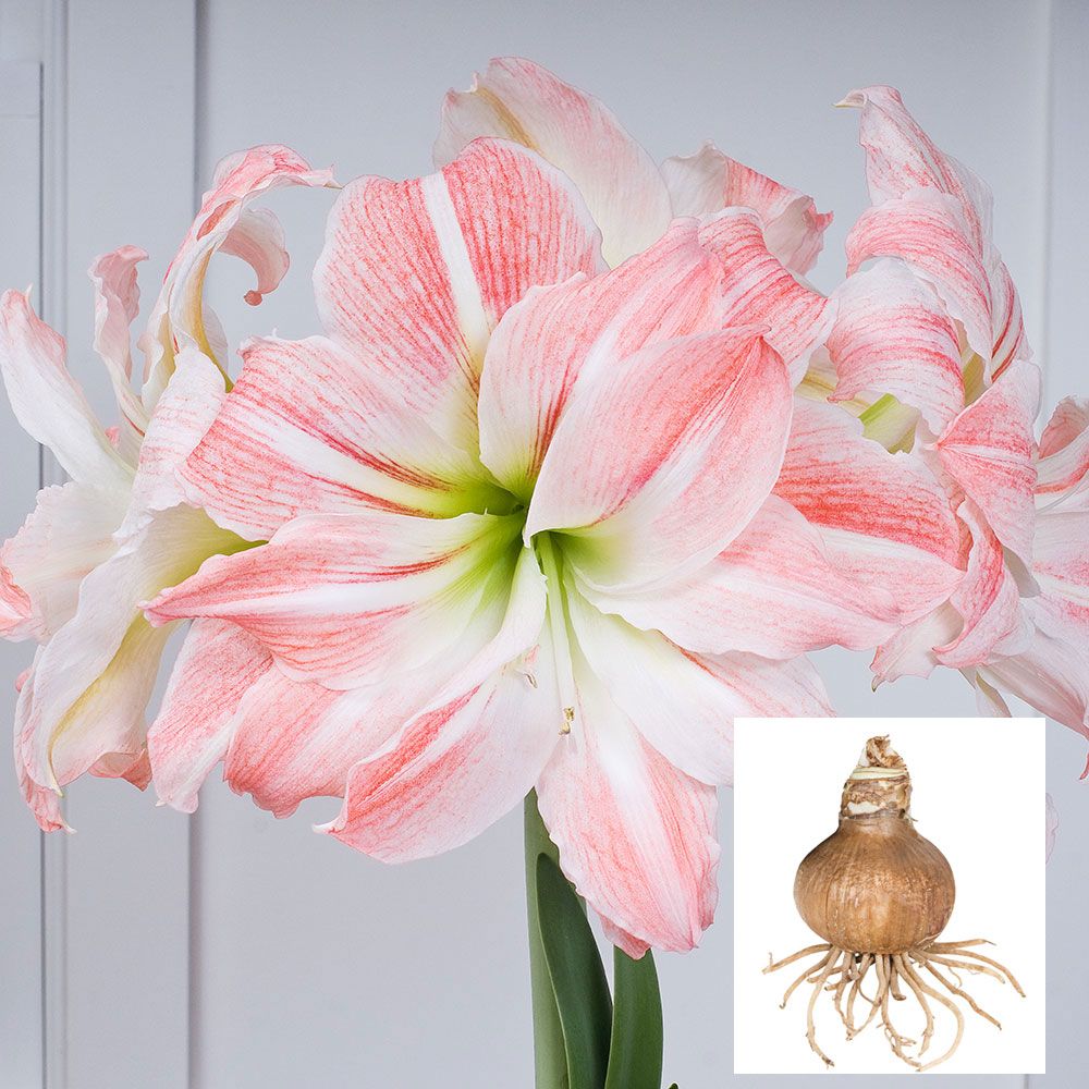 Amaryllis Giant Amadeus | White Flower Farm