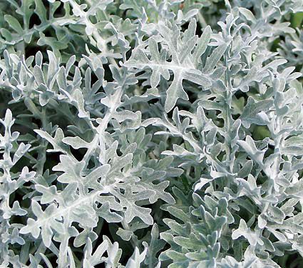 Centaurea cineraria Colchester White | White Flower Farm
