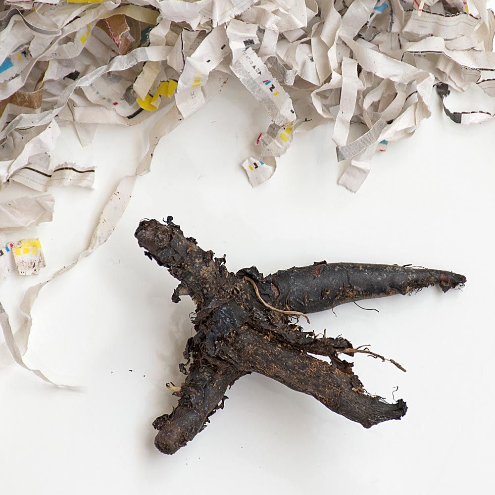 Mertensia virginica | White Flower Farm