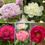 Peonies & Peony Planting Guide | White Flower Farm