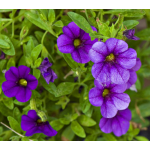 Calibrachoa | White Flower Farm