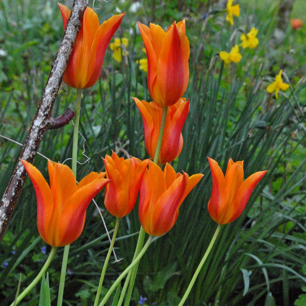 Tulip 'Ballerina' | White Flower Farm