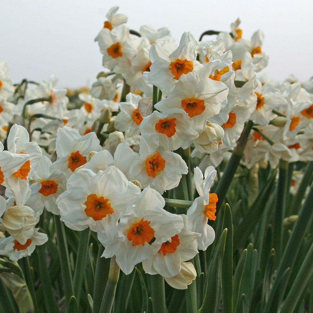 Narcissus Heirloom Mix | White Flower Farm