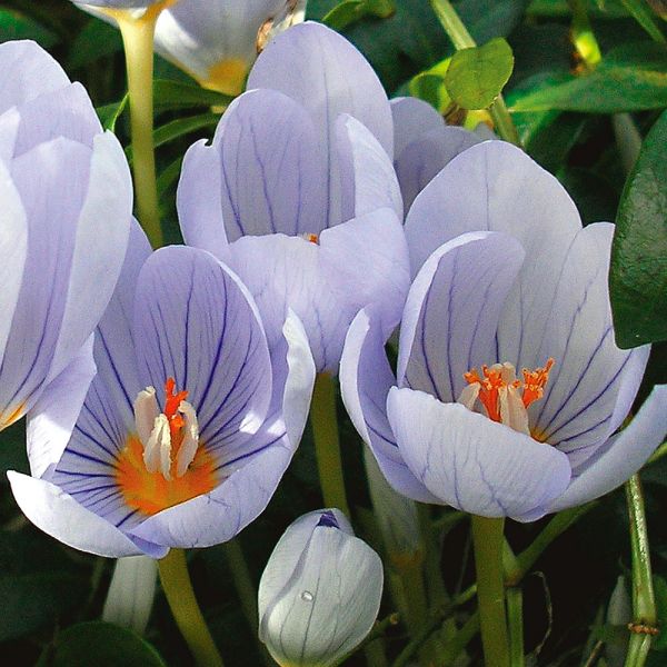Fall-Blooming Crocus Mix | White Flower Farm