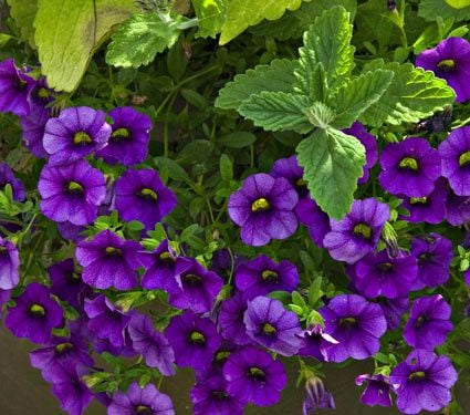 Calibrachoa Callie® Dark Blue | White Flower Farm