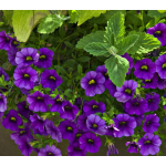 Foliage with Flair Annual Collection 6 plants | White Flower Farm