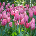 Tulip Gabriella | White Flower Farm