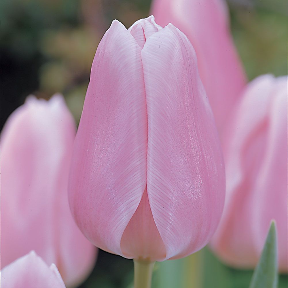 Tulip Gabriella | White Flower Farm