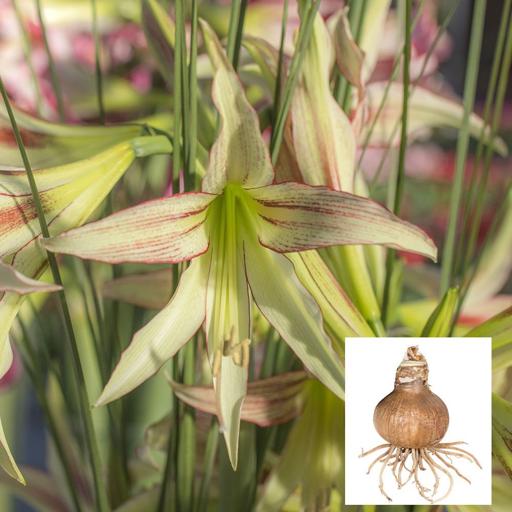 Amaryllis Emerald | White Flower Farm