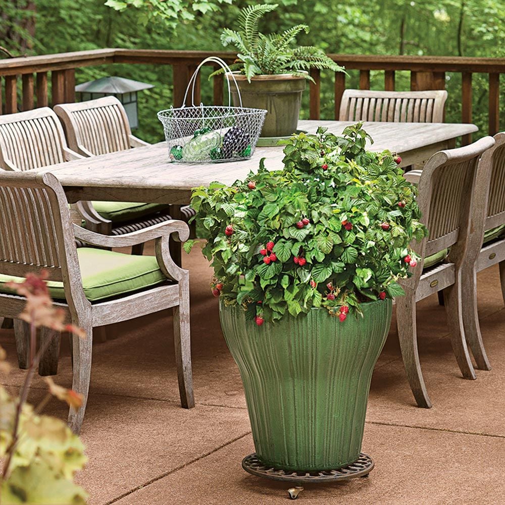 Raspberry Shortcake Bush Raspberry Lowberry® 'Ruby Best®' Young