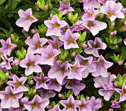 Calibrachoa Superbells® Miss Lilac | White Flower Farm