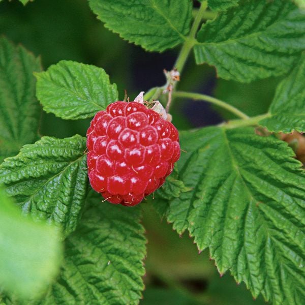 Raspberry Bushel and Berry® Raspberry Shortcake® | White Flower Farm