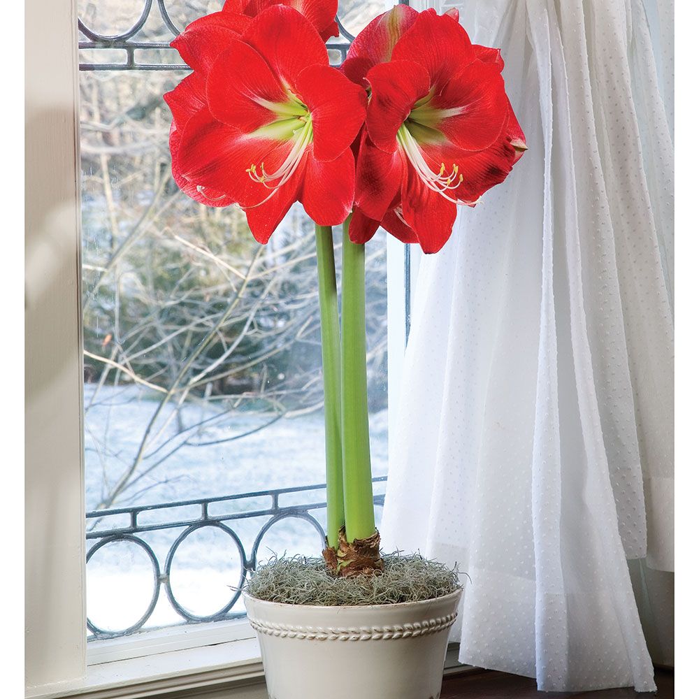 Amaryllis Monaco | White Flower Farm
